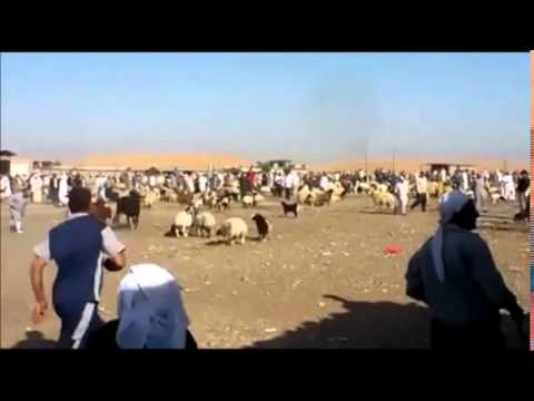 So funny crazy Ox in Iraq Musil city - YouTube