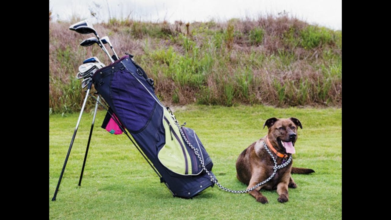 When your dog loves to play golf funny shorts! - YouTube