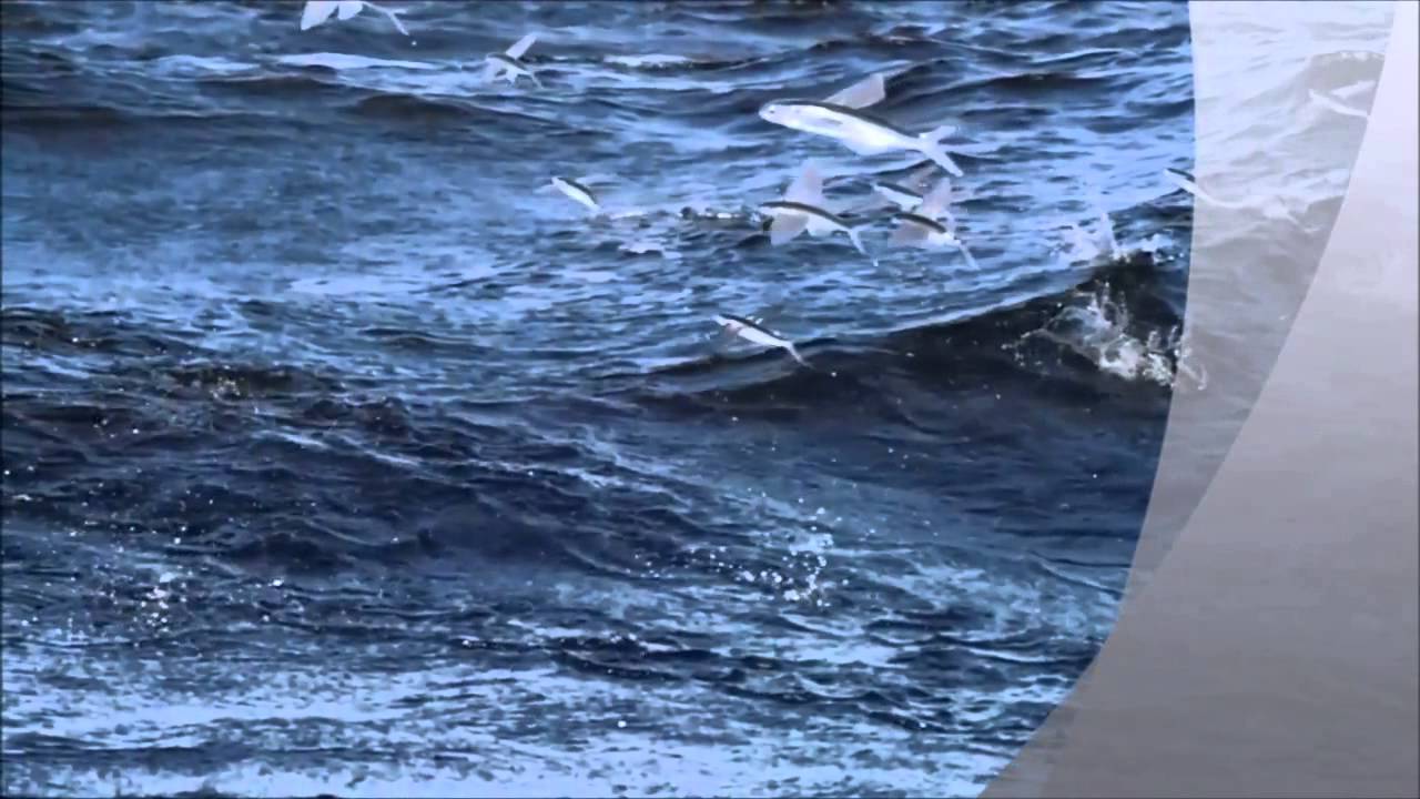 Flying fish Slow Motion HD - YouTube