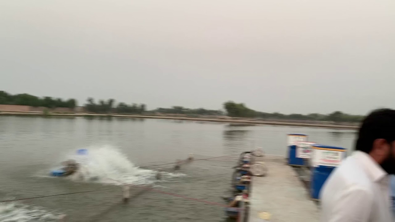 Aquacultural Fish Farming in Pakistan - YouTube