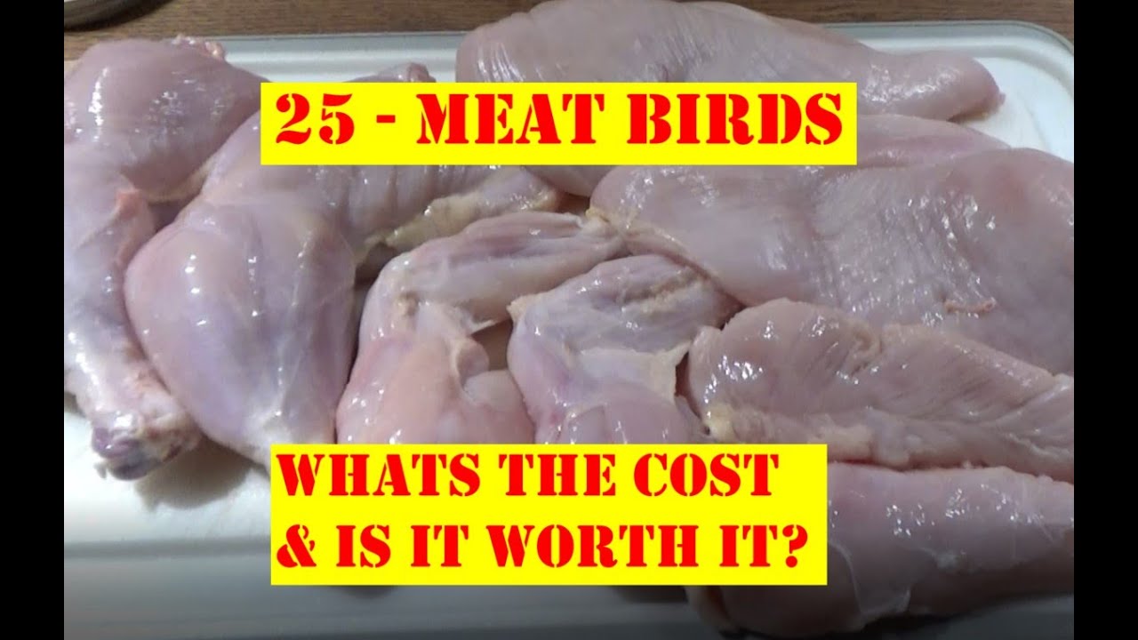 Cost to Raise 25 Meat Birds * You wont believe it! - YouTube