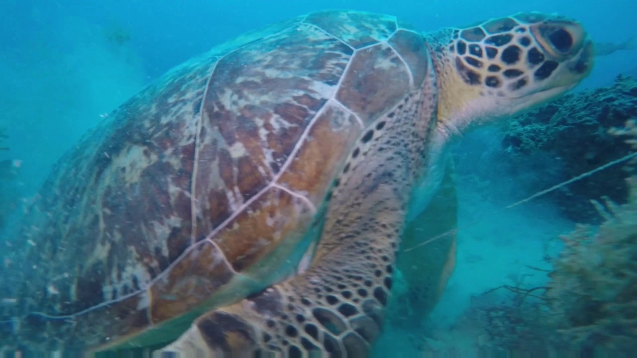 Turtle saved from drowning by Scuba diver - YouTube