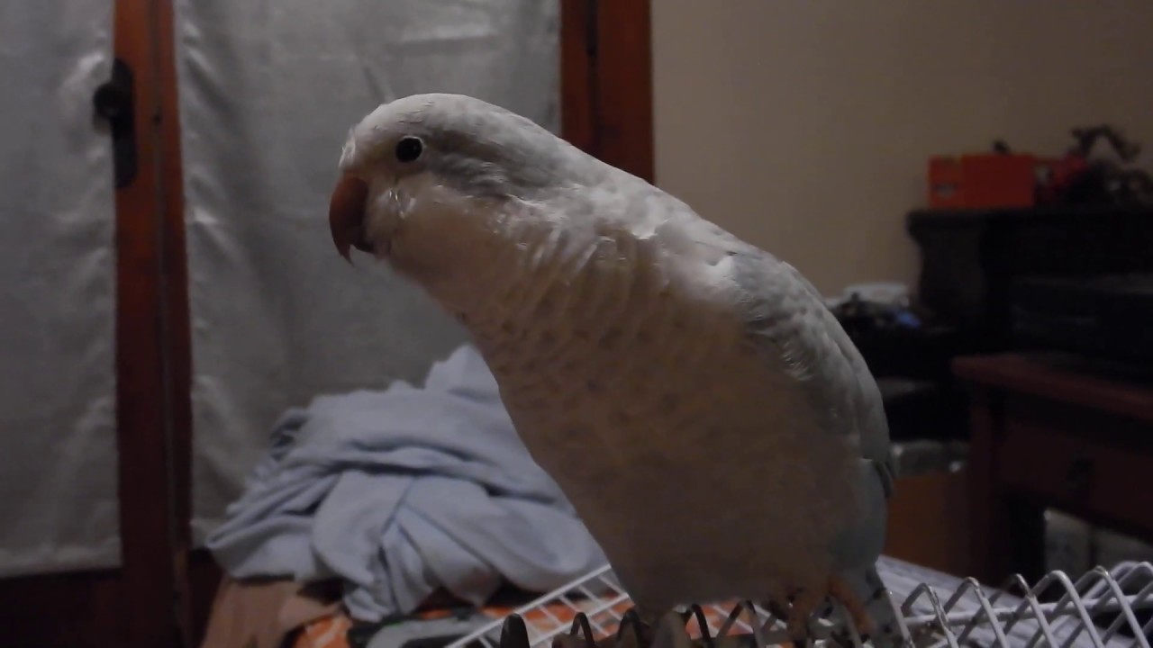 Quaker Parrot Luna with Blue Opaline Mutation. - YouTube