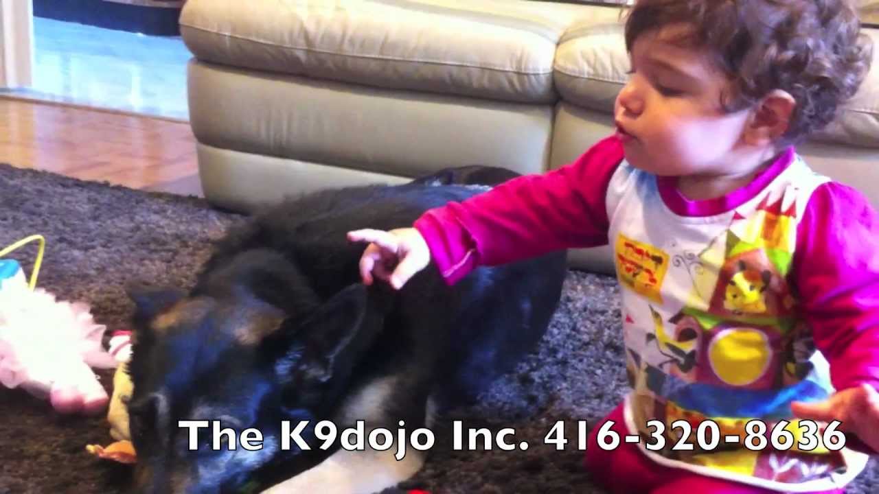 K9 BABY Defender German Shepherd Protection Dog VS bad Guy - YouTube