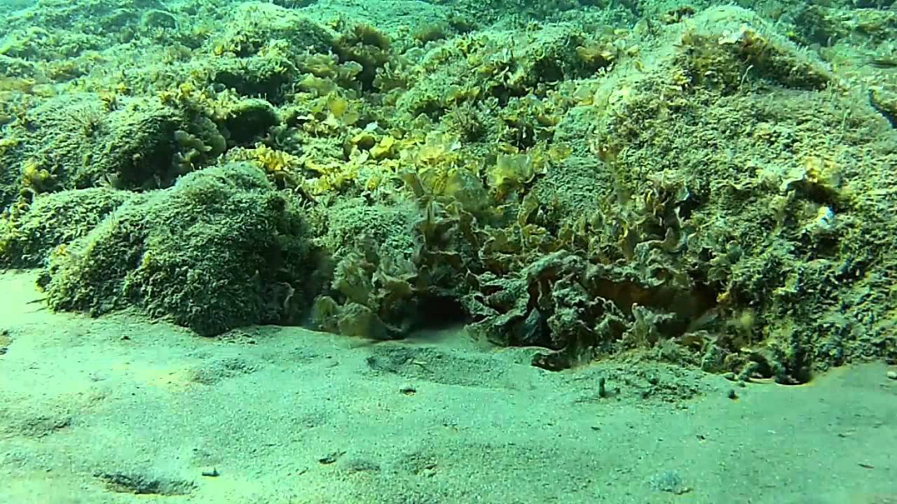 Good morning cuttlefish (Amazing cuttlefish footage) - YouTube