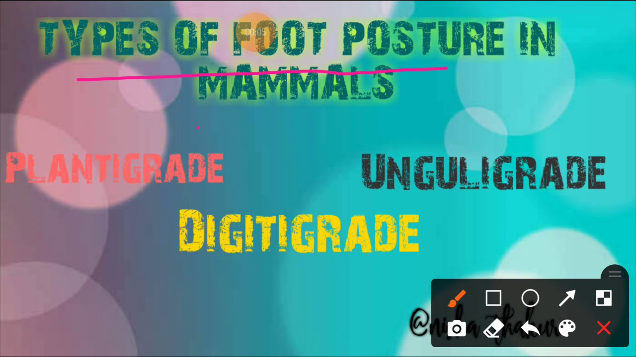 Plantigrade Digitigrade And Unguligrade Foot Posture Youtube