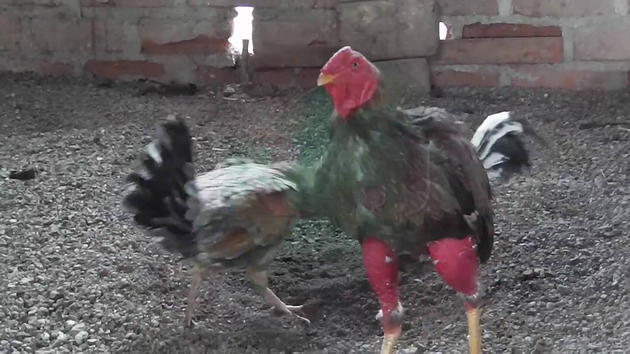 Gallo Japones Puro - YouTube