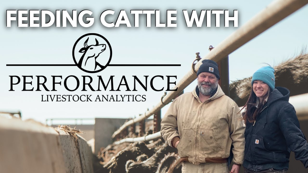 Feeding cattle with Performance Beef | Day in the life of a 27 year old ...
