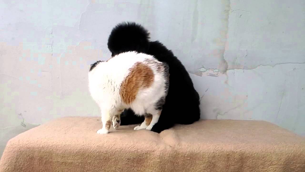 Newfoundland puppy and our amazing cat Schumy :)) - YouTube