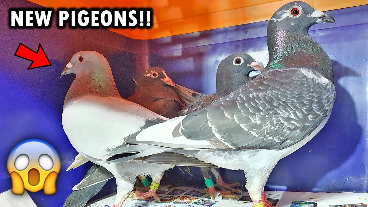 NEW PIGEONS ARRIVED!! - YouTube