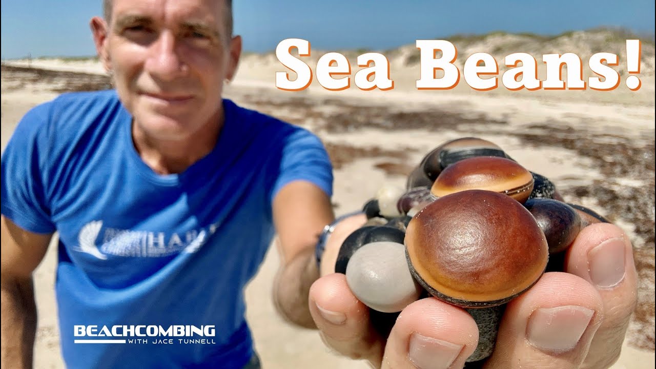 Beachcombing - Sea Beans - YouTube
