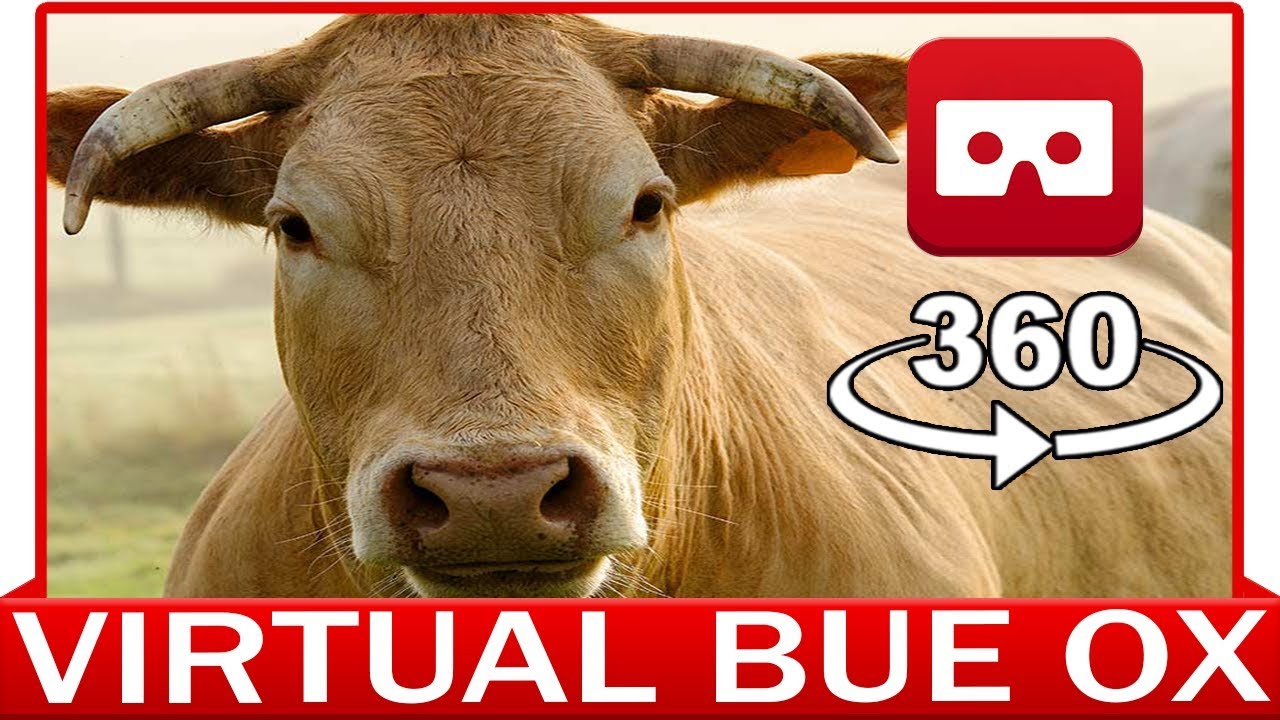 360° VR VIDEO - BUE OX - DISCOVERY NATURE & ANIMAL - VIRTUAL REALITY 3D ...
