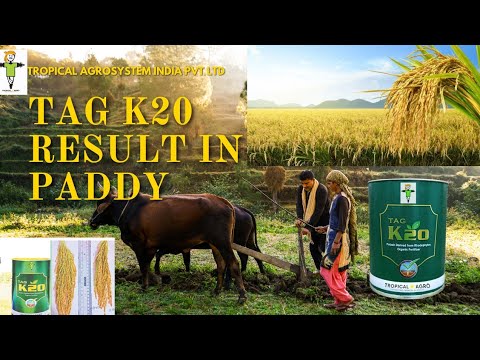 Tag K20 🌾 Result In Paddy Field 🌾 Tropical Agro 🌞 Learn more..check description - YouTube