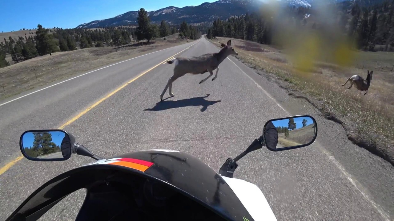 ALMOST KILLED A DEER!!| 80 mph near miss - YouTube
