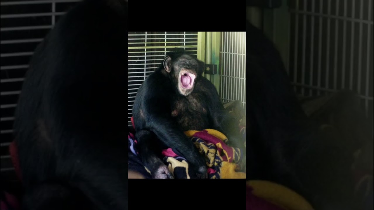 Travis the Chimp - YouTube