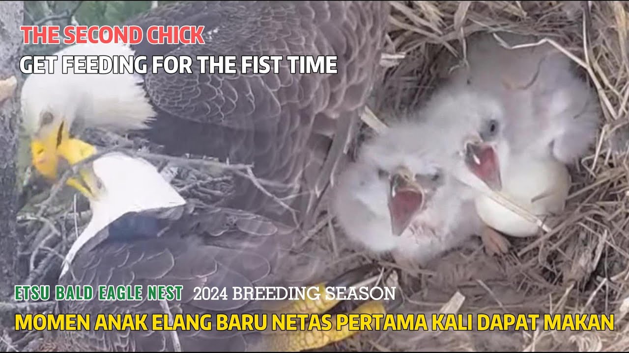 🐥🐥FIRST TIME FEEDING FOR THE SECOND CHICK - YouTube