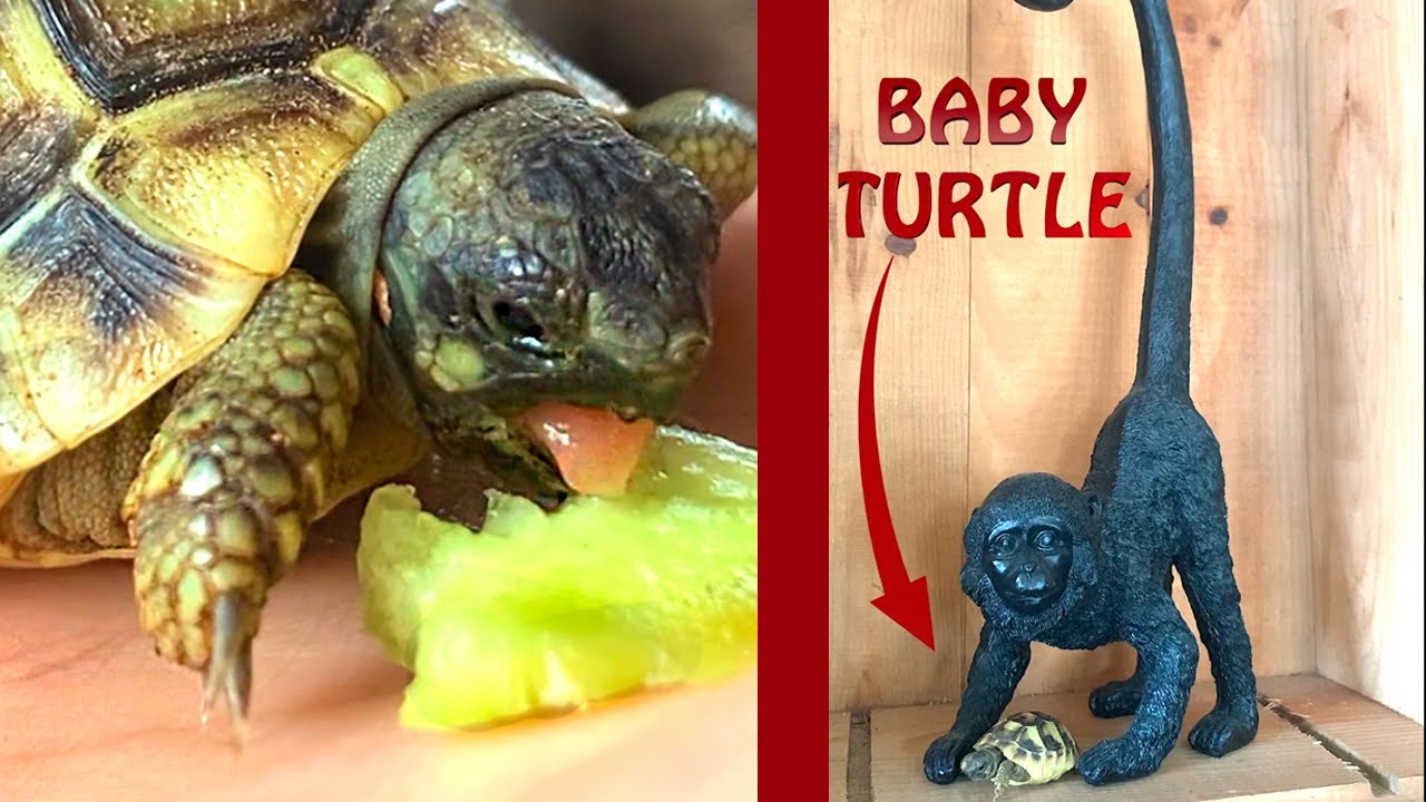 Tortoise Eating Watermelon (Animal ASMR) #shorts 🐢88 - YouTube