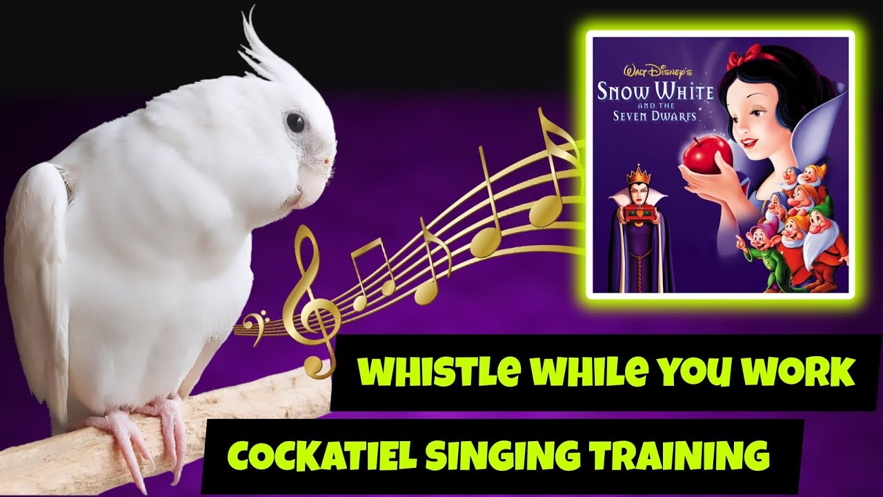 Training to Teach Your Cockatiel to Sing "Whistle While You Work" Snow ...