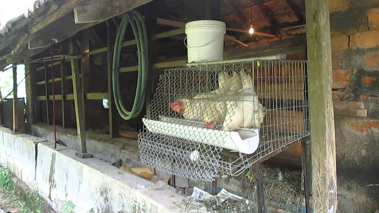 NEW CAGE SYSTEM FOR POULTRY DEVELOPED BY KVASU - YouTube