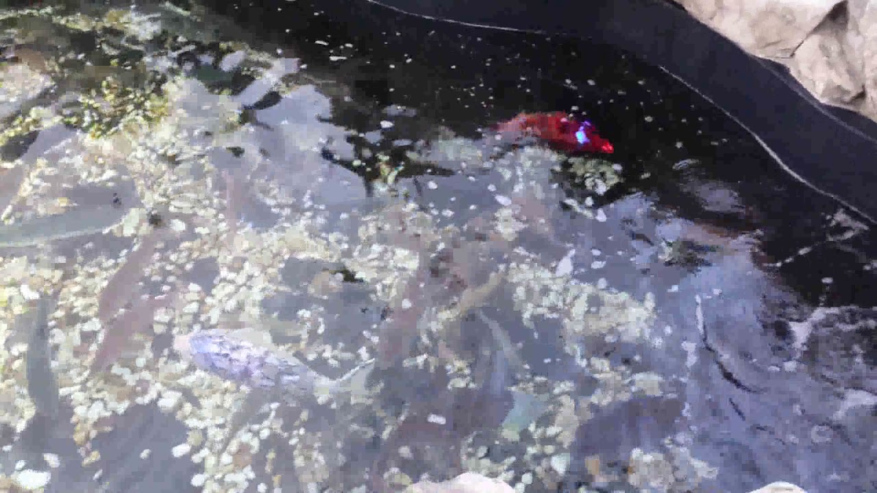 Robot fish, MIRO with real fish, in Japan - YouTube