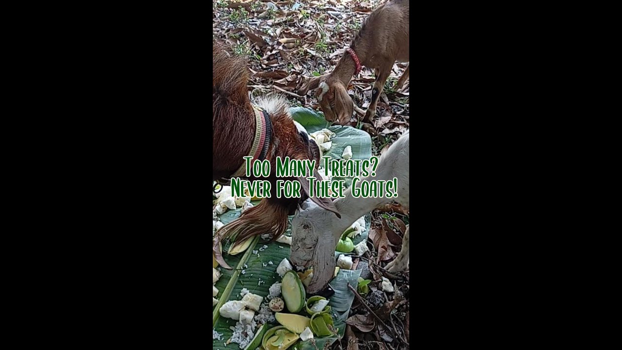 Too Many Treats? Never for These Goats! - YouTube