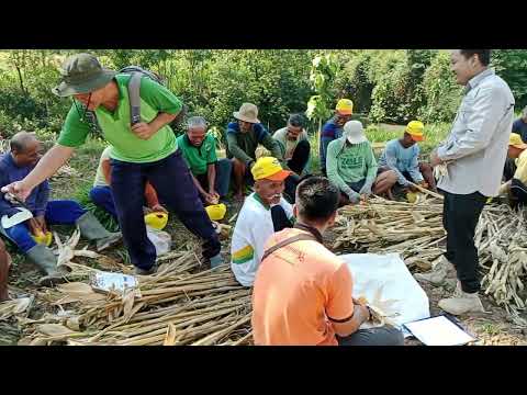 maskot dari bisi bersama petani - YouTube