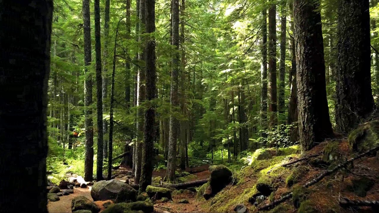 The forest how amazing it is ️ - YouTube