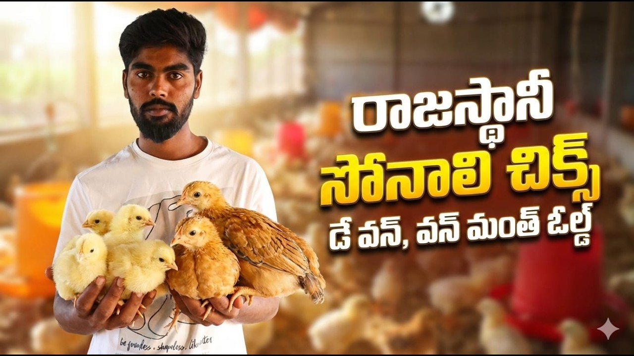 sonali chicken farming | Sonali farm vs Broiler farm - YouTube