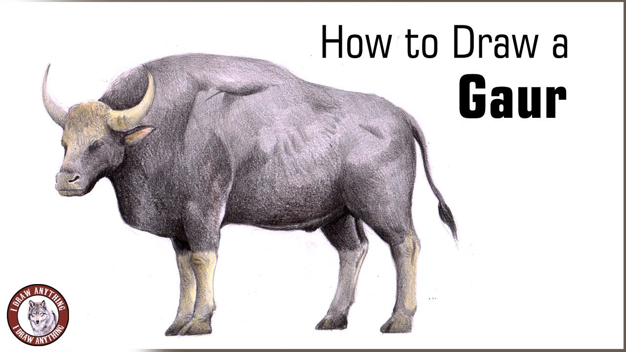 How to draw a Gaur / Indian Bison - Colored Pencil Drawing - YouTube