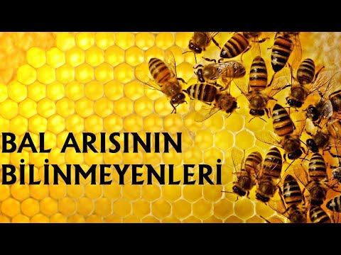 BAL ARISI'NIN BİLİNMEYENLERİ