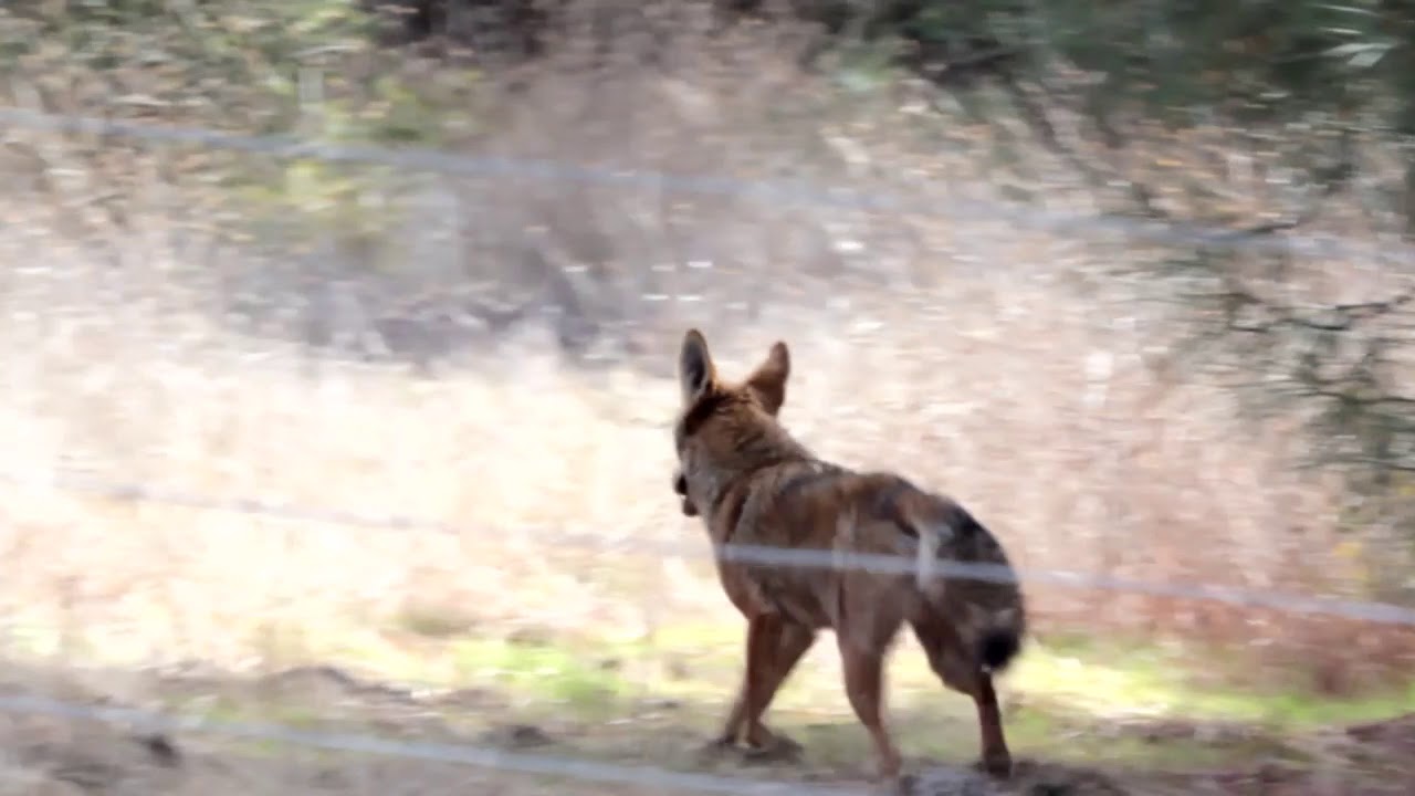 Pretty coyote seen near Pinnacles - YouTube