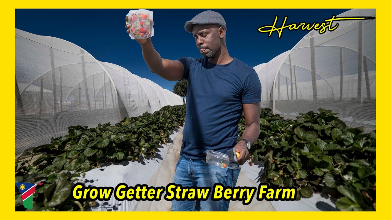 Grow Getter Straw berry Farm Omeya - YouTube