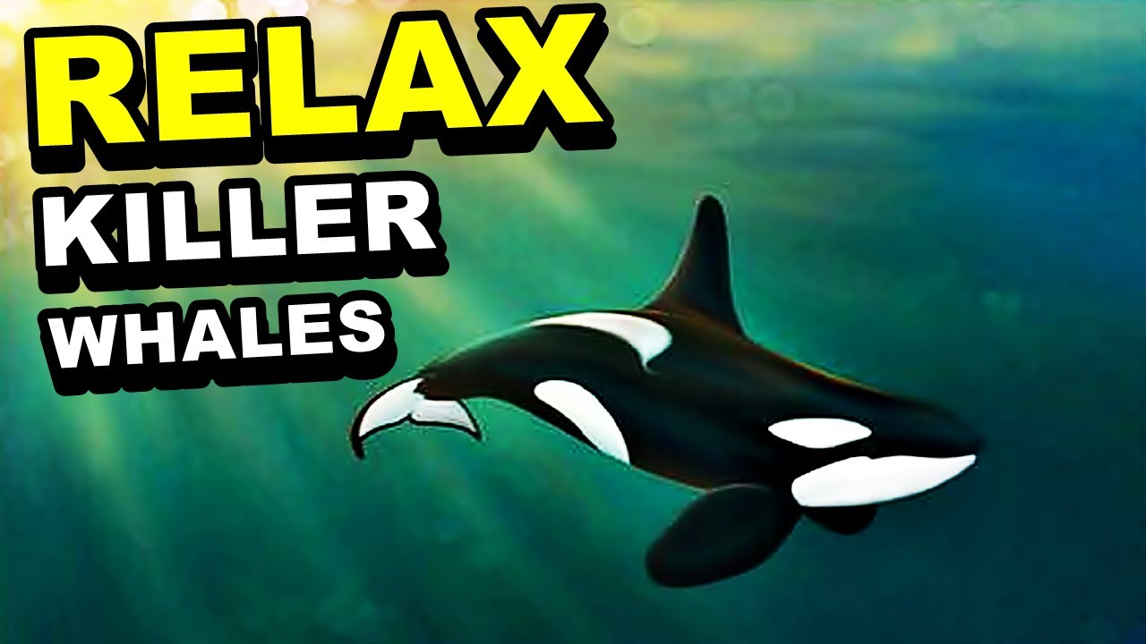 Relax music | Cantando con orcas | Singing with the killer whales ...