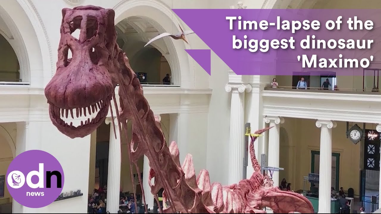 Time-lapse of the biggest dinosaur 'Maximo' - YouTube