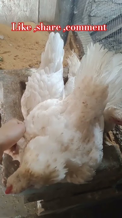 Unlikely Trio! 🐓💕 Three broody hens sharing the same nest! 🥚🐓 - YouTube