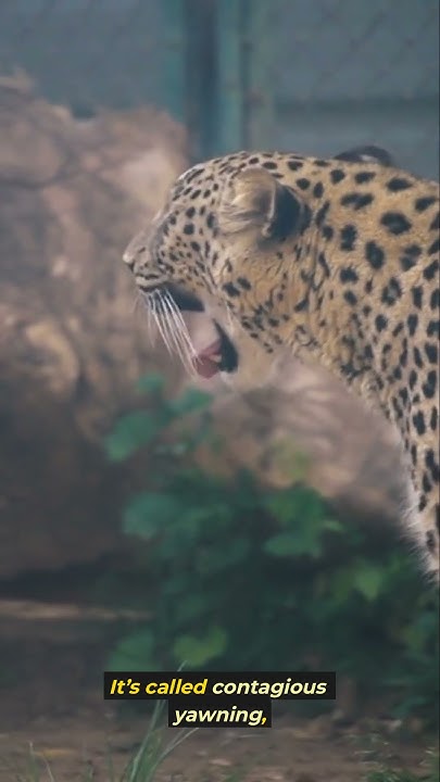 Why Yawning Is So Contagious! - YouTube