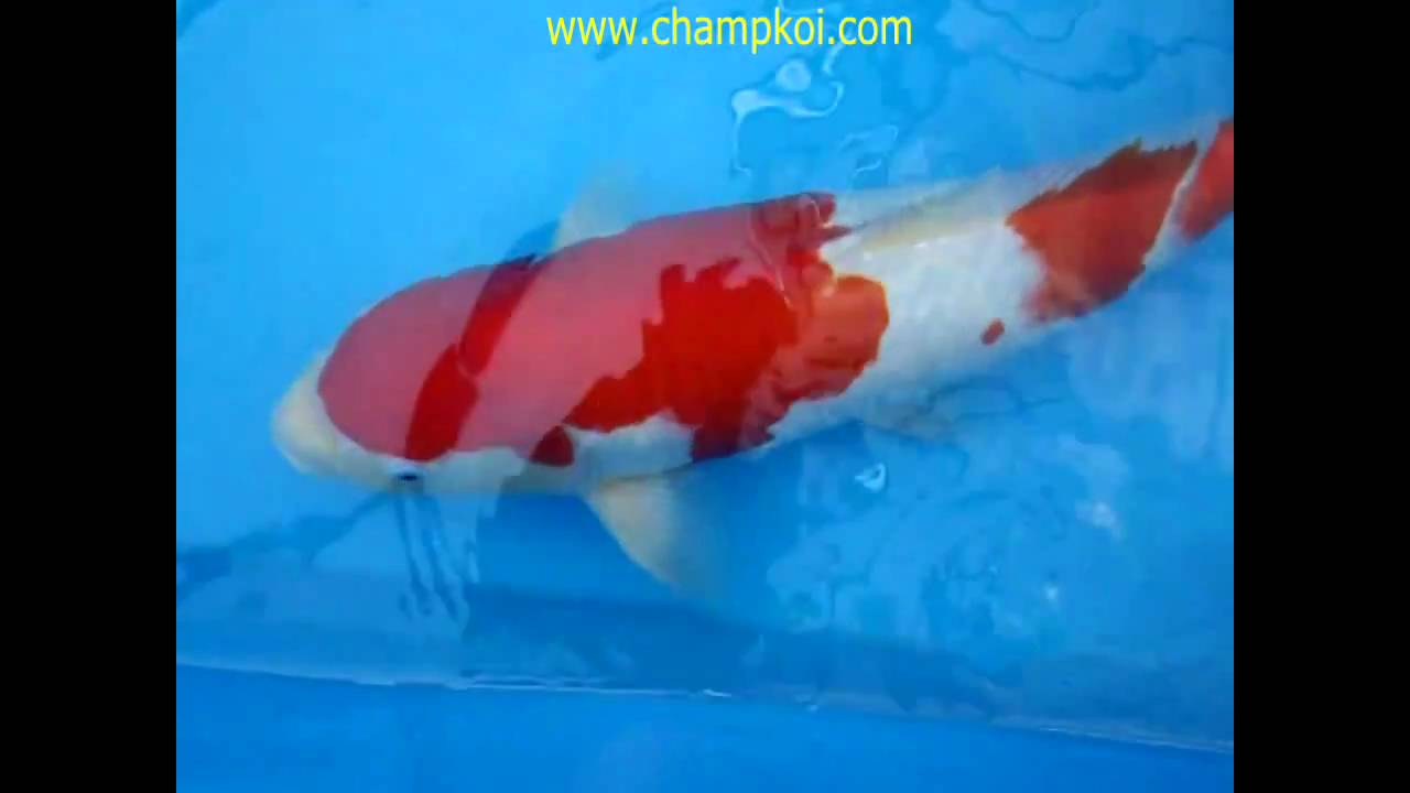 Kohaku (09-K-219) - Koda HD - YouTube