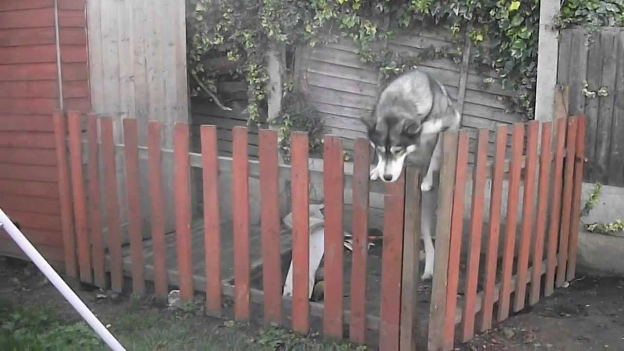 Siberian Husky - Jumping Over a Gate | FUNNY :) - YouTube
