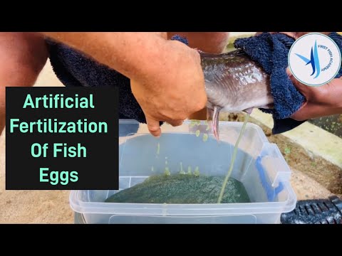 DIY : How to hatch Catfish ( Catfish Breeding) - YouTube