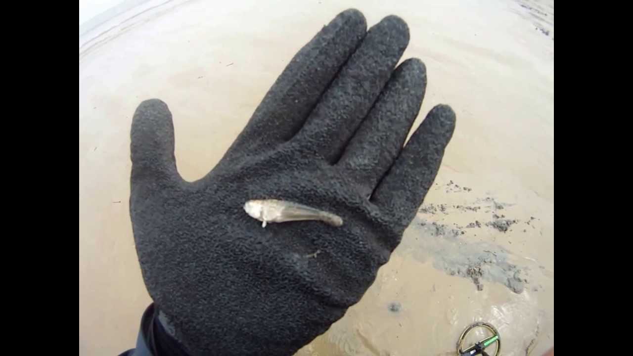 23 June - Weaver Fish! - YouTube