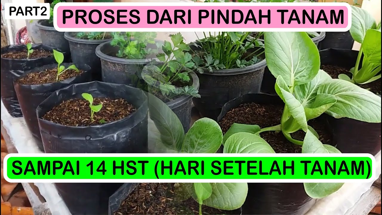 PART 2 TANAM PAKCOY ORGANIK - YouTube