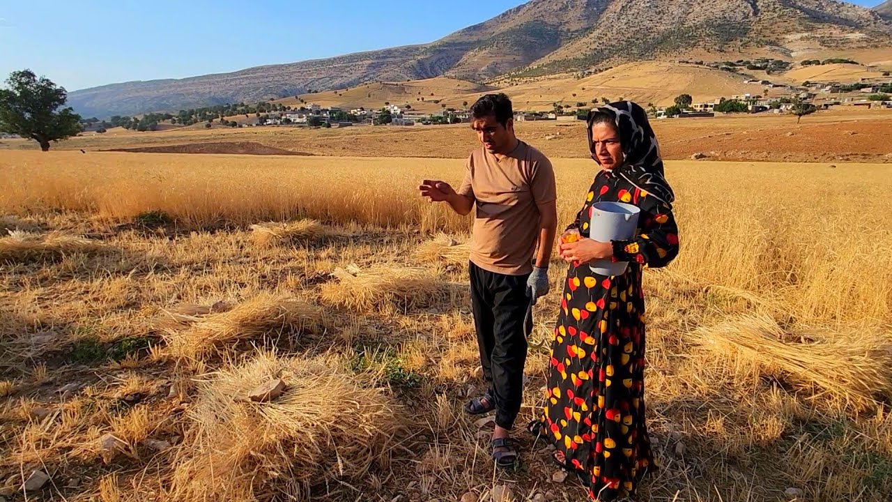 "Let's make fire: roasting ears of wheat and continuing to harvest ...