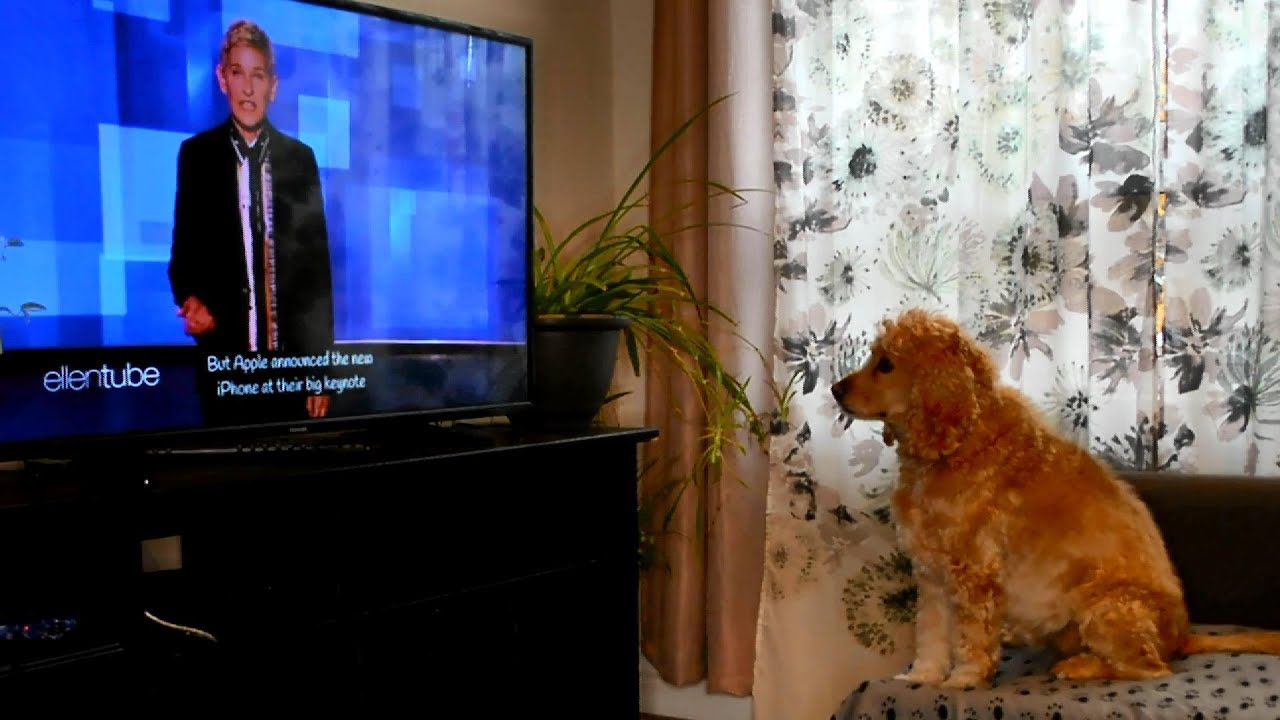 Dog Obsessed With The Ellen Show! - YouTube