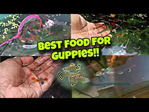 BEST FOOD FOR GUPPY TO GET FASTER GROWTH AND GOOD HEALTH - YouTube