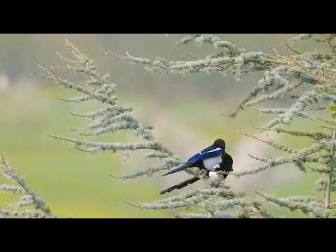 Birds Scene - YouTube