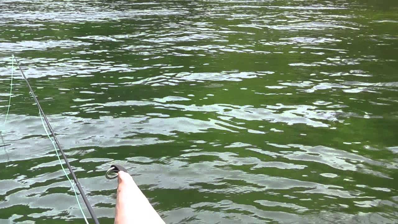 mayfly hatch and spinner fall blues - YouTube