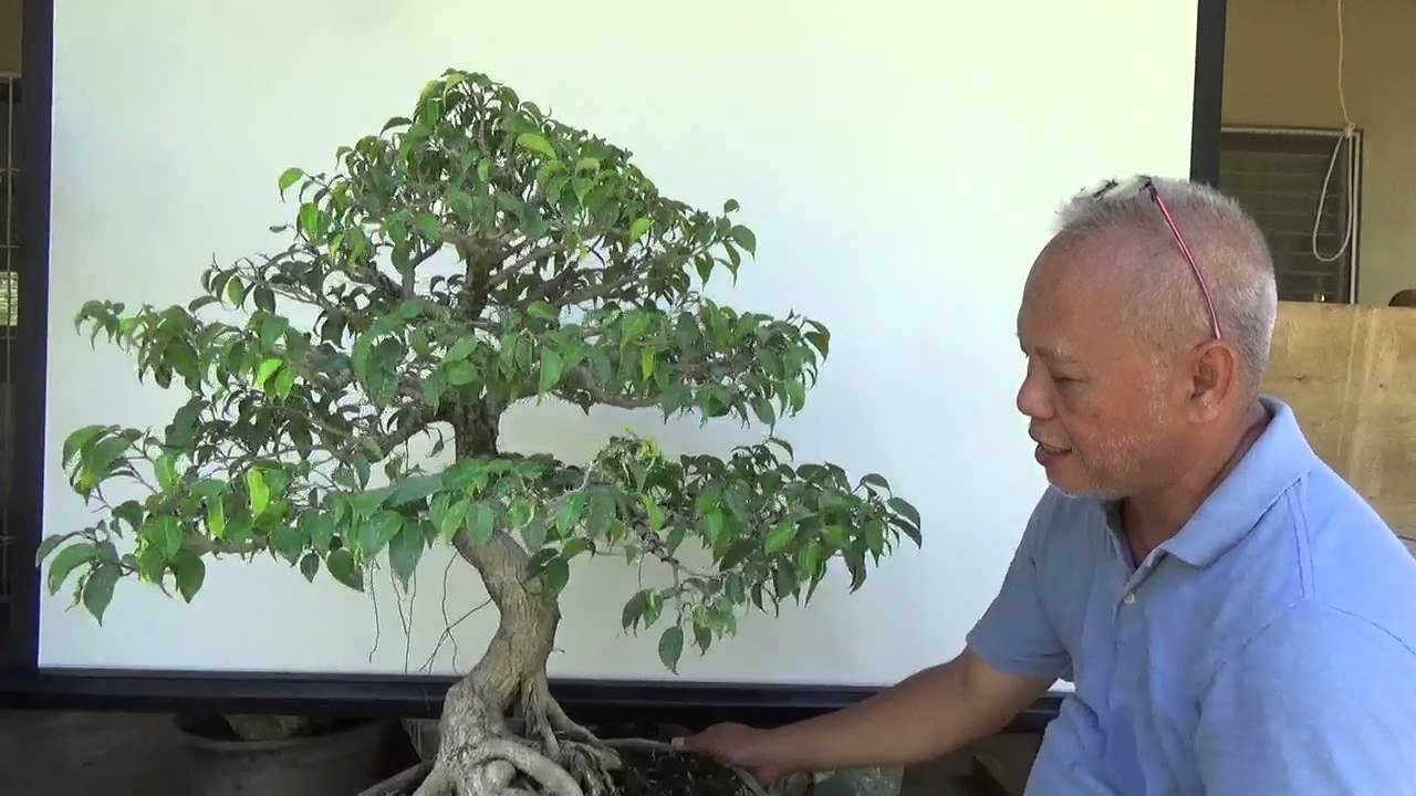 Bonsai Tutorials for Beginners: Trimming for Maintenance Part 2 of 2 - YouTube