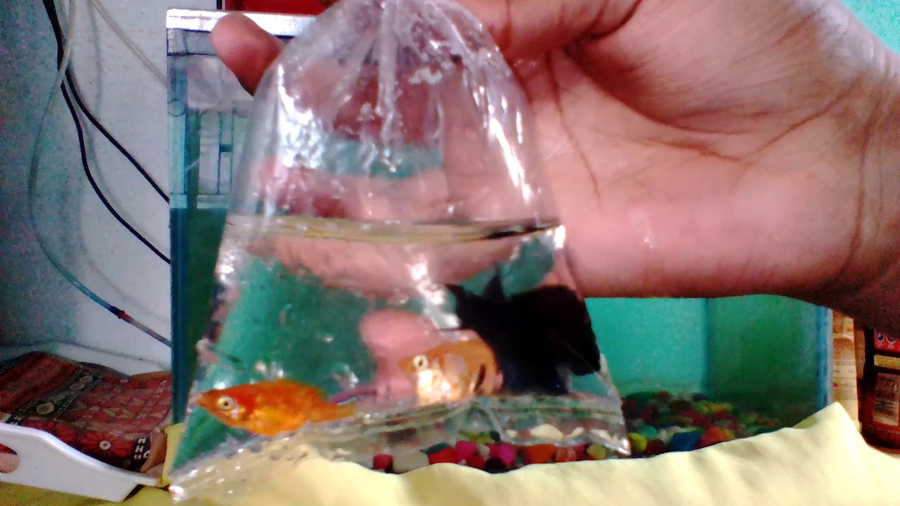 My molly fish breeding tank set up - YouTube