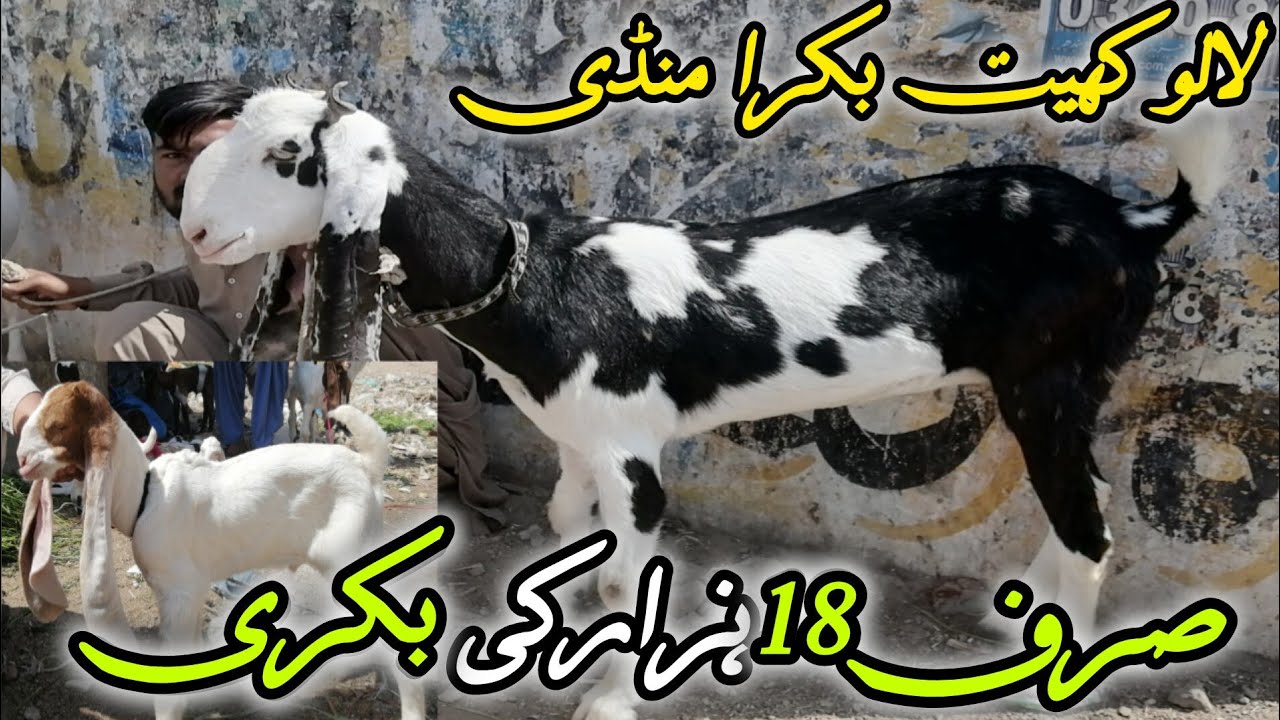 Lalukhait Bakra mandi update 2024 |18 hazar me Bakri | Bakra mandi 2024 ...