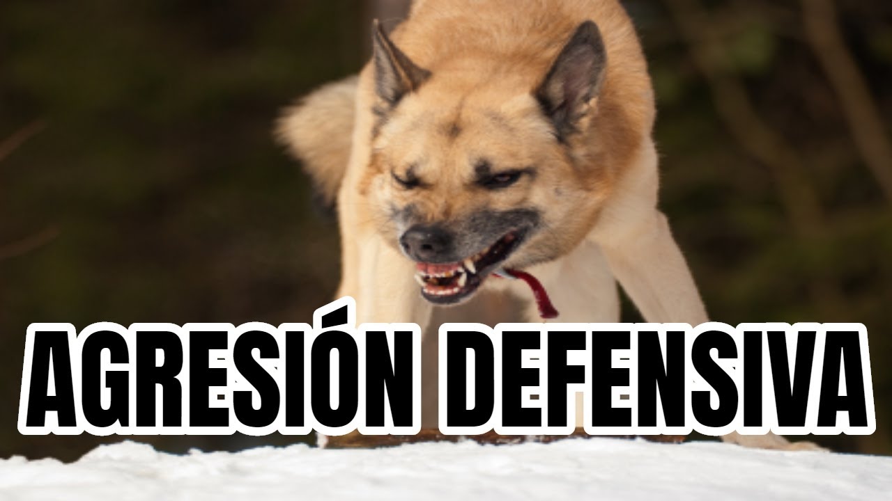 Perros INSEGUROS = riesgo de agresiones defensivas - YouTube